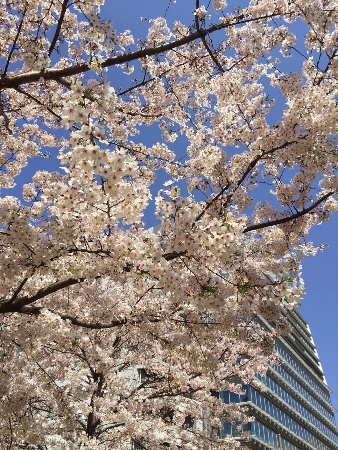 Hanami - the celebration of spring - idioma